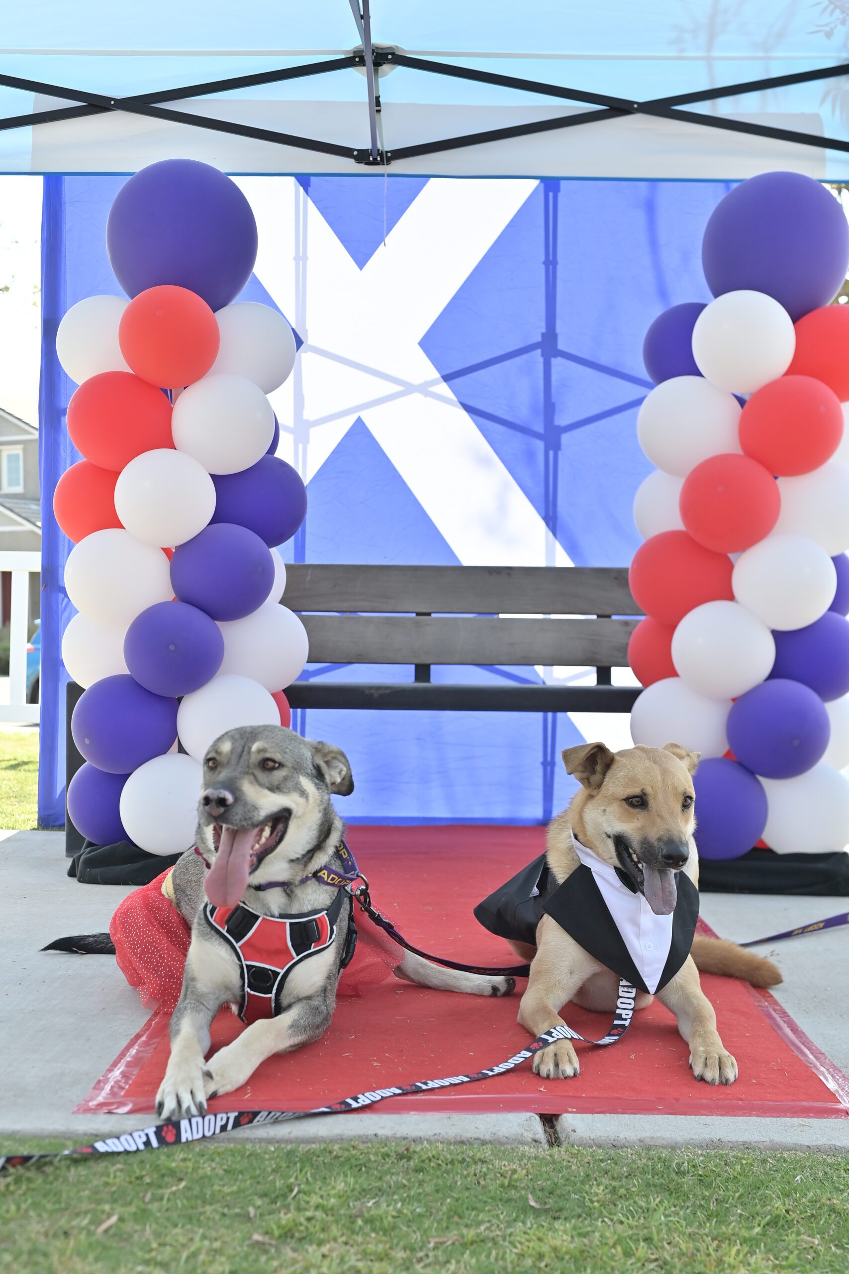 Comcast Celebrates Rosie’s Place Dog Park at Tesoro Viejo and Doggie ...